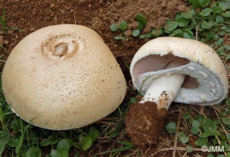 Agaricus Squamulifer