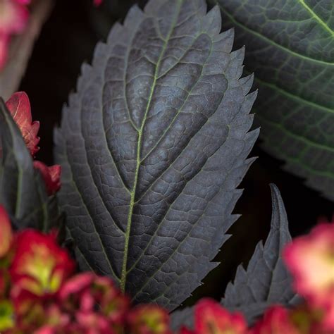 Eclipse® Bigleaf Hydrangea Meet The New Dark Leaf Rock Star First