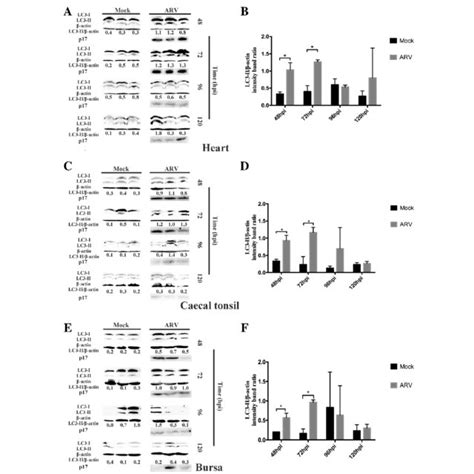 Conversion Of LC I To LC II In Heart A B Caecal Tonsil C D And Download Scientific