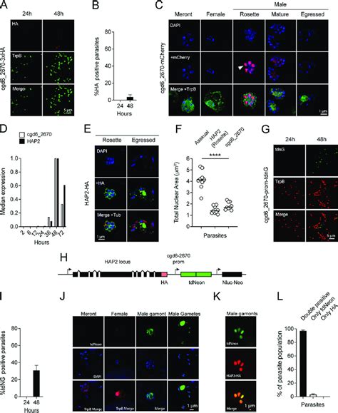 C Parvum Cgd62670 Encodes A Cell Cycle Restricted Male Download