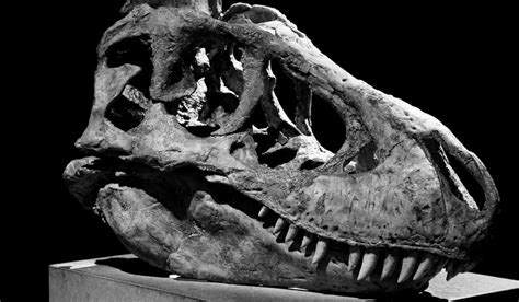 What Are Fossils And How Do They Form