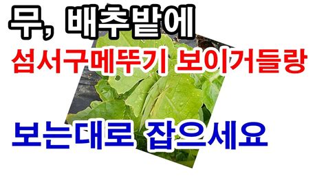 무 배추밭에 섬서구메뚜기 보이거들랑 보는대로 잡으세요 무 해충 배추 해충 무 해충퇴치 배추 해충퇴치 섬서구메뚜기 피해 무 메뚜기 피해 배추 메뚜기 피해 방제