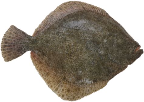 Download Turbot Sole Full Size Png Image Pngkit