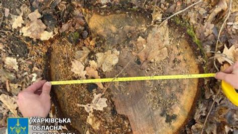 Чорні лісоруби на Харківщині вирубали 200 дерев на 1 6 млн грн Читайте на Ukr Net