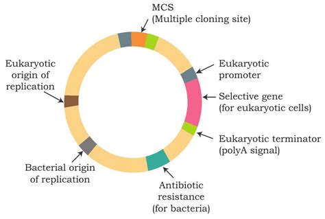 Sathee Cuet Chapter 02 Host Vector System