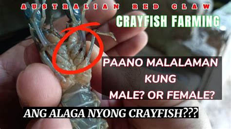 Male Or Female Crayfish Sexing Youtube