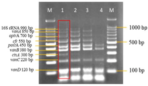 A Nanoplex Pcr Assay For The Simultaneous Detection Of Vancomycin And Linezolid Resistant Genes