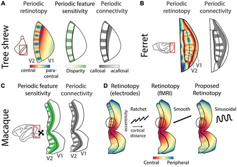Complex Retinotopy Highlights Location Dependent Feature Sensitivity