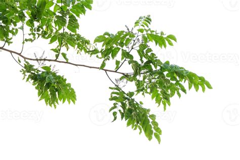 Branch Of A Tree Isolated 23858521 PNG