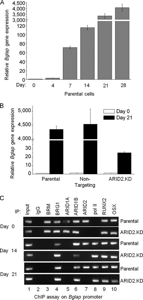 Figure 3 From Essential Role Of Arid2 Protein Containing Swi Snf Complex In Tissue Specific Gene
