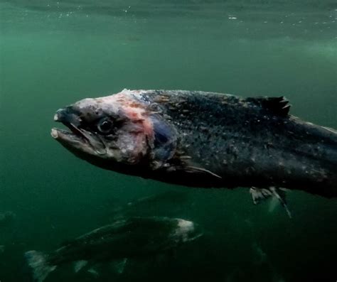 HORRIFIC FOOTAGE EXPOSES FACTORY SALMON FARMING Philip Lymbery