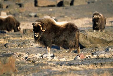 Free Picture Male Musk Animal Mammal