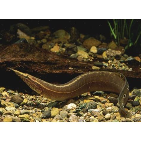 Peacock Eel Husbandry Of Spiny Eel Macrognathus Sinobdella