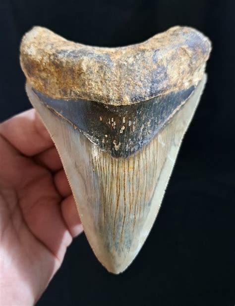 Megalodon Tand Stunningly Beautiful Huge Dark Megalodon Catawiki