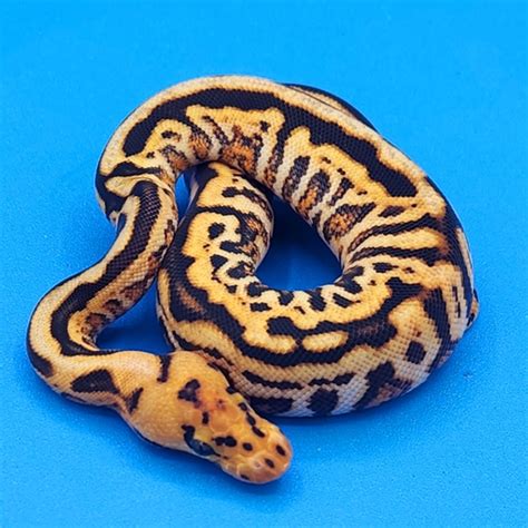Super Spotnose Clown Ball Python By Reptalia