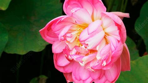Summer Landscape Lotus Leaf Day Powerpoint Background For Free Download