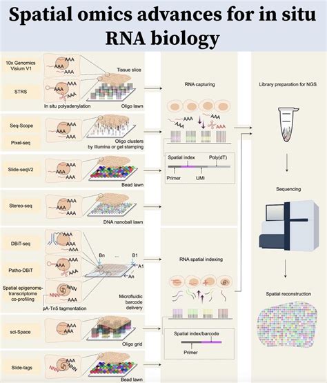 Joseph Steward On Linkedin Spatial Regulation Of Rna Plays A Critical