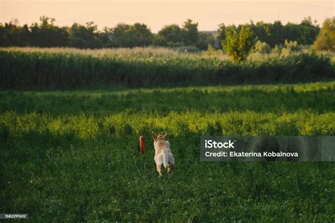 해질녘 여름에 공원에서 개와 함께 활발한 산책을 즐겨보세요 새끼 사슴 래브라도는 둥근 주황색 장난감을 찾기 위해 공터에서 푸른 잔디를 뛰어 다닙니다 개는 재미있게 놀고