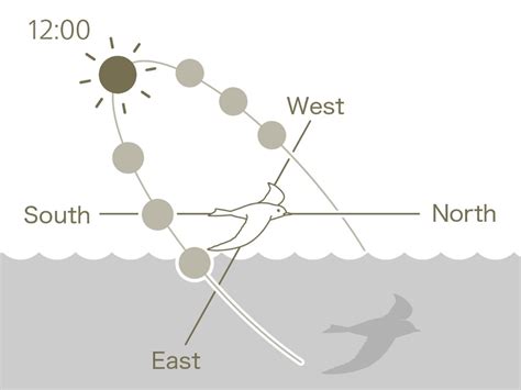How Do Birds Know Direction At Clayton Cooper Blog