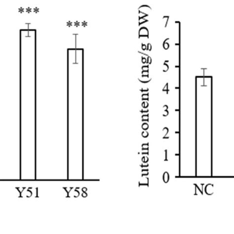 The Amount Of β Carotene A And Lutein B In The Wild Type And