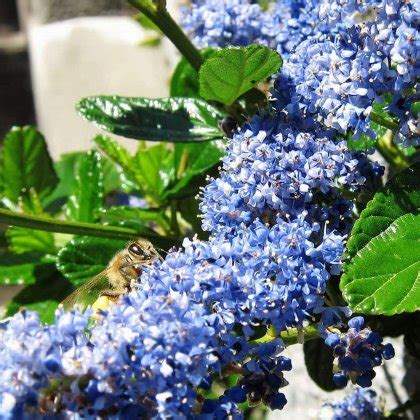 California Lilac Ceanothus Spp Growing Planting Caring