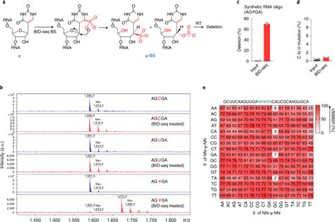 Quantitative Sequencing Using Bid Seq Uncovers Abundant Pseudouridines In Mammalian Mrna At Base