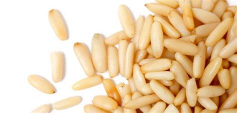 ما فوائد الصنوبر صحة وبيئة وكالة عمون الاخبارية