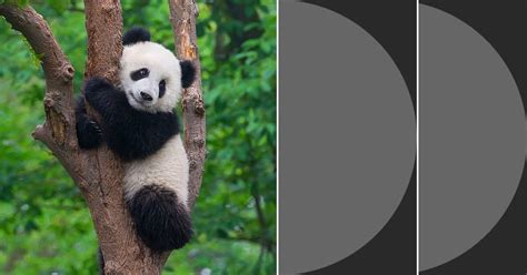 List Pandas Curated By Ausi Fri Medium