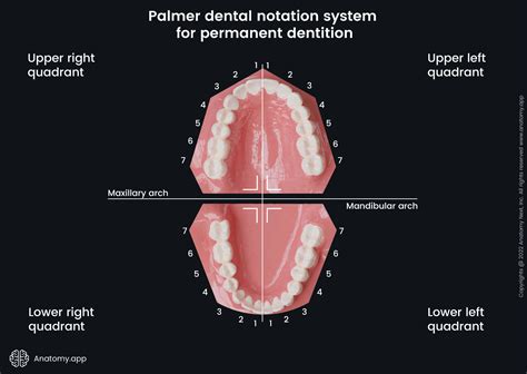 Dental Notation Systems Anatomy App