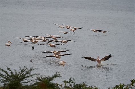 동백색 펠리컨 장밋빛 펠리컨 또는 화이트 펠리컨 레이크 아프리카로알려진 백합 펠리컨 펠레카누스 오노크로탈루스 0명에 대한 스톡 사진 및 기타 이미지 Istock