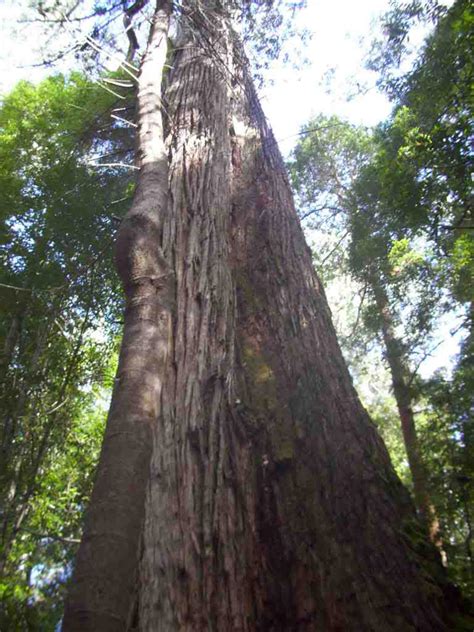 Sassafras Tree Pictures Information On The Sassafras Tree Species