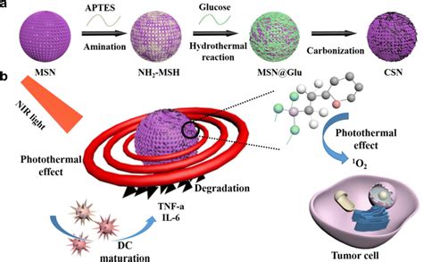 Schematic Illustration Of A Csn Synthesis Process And B Degradable Download Scientific