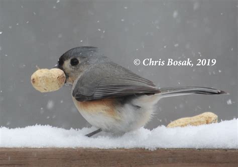 Titmouse And The Peanut Birds Of New