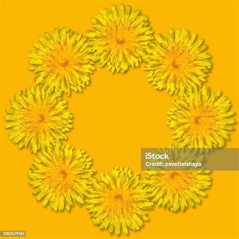 노란색 배경에 고립 된 둥근 프레임에 배치 된 노란색 꽃 민들레에서 꽃 프레임입니다 공간을 복사합니다 0명에 대한 스톡 사진 및 기타 이미지 Istock