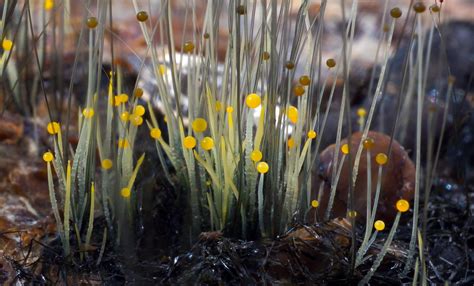 Zygomycota Fungi