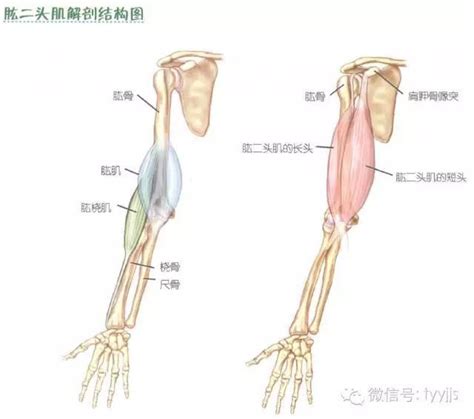 健身人必备强力合集 肌群认识汇总