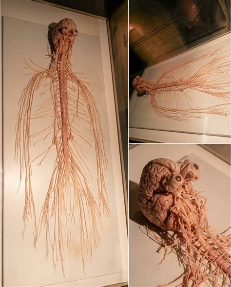 Image Of Human Nervous System Stuns With Eerie Beauty