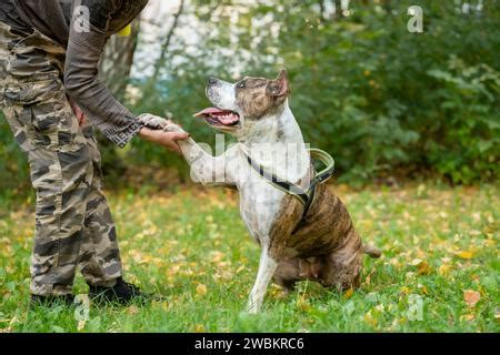 Staffordshire Terrier Being Trained In Obedience At The Park With The