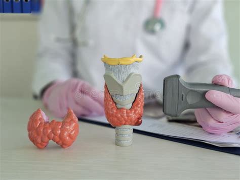 Model Of Human Thyroid Gland During A Medical Examination At A