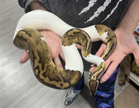 Adopted Python Regius Ball Python Button 4 5 Years Old