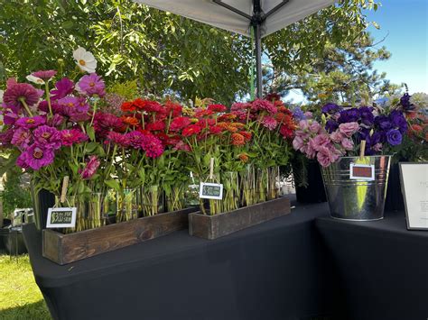 Education And Experience — Janet Sturm Education And Experience — Janet Sturm