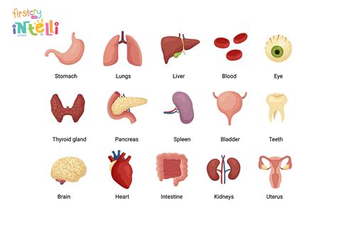 Human Body Parts Diagram