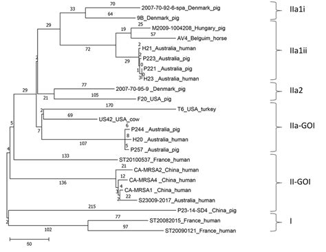 Figure Phylogenetic Tree Of Mrsa Sequence Type St 398 Isolate Download Scientific Diagram