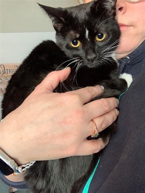 Milwaukee Record Cats Of The Week Violet And Bailey