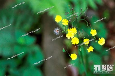 Floret, Stock Photo, Picture And Royalty Free Image. Pic. ALF ...
