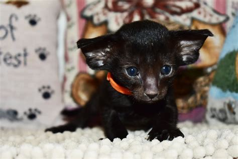 Matisse Black Male Oriental Shorthair Kitten For Sale Cataristocrat