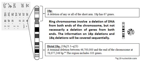 Chromosome Deletion 17