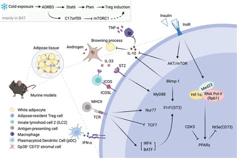 Physiological Signaling Pathways That Regulate Tissue Adaptation Of At