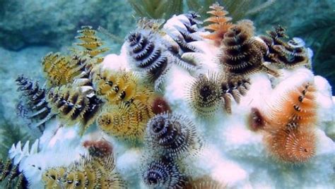 Too Cool Marine Worms Look Like Christmas Trees Artofit