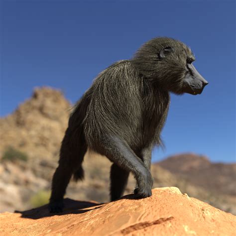 Baboon By Am For Genesis 8 Male Daz 3d